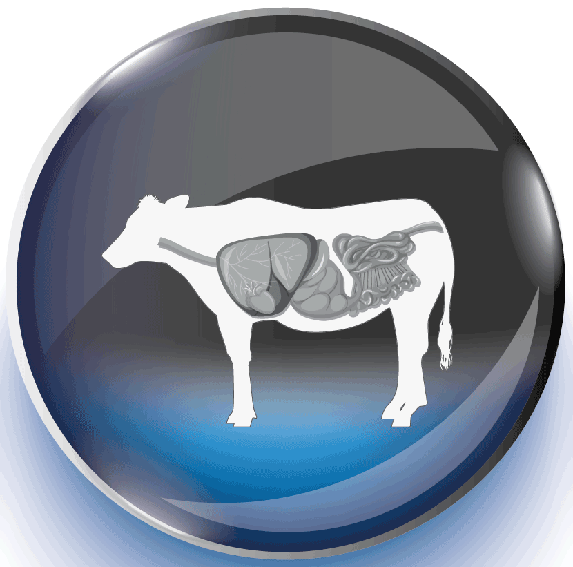 Slaughterhouse Equipments and Systems