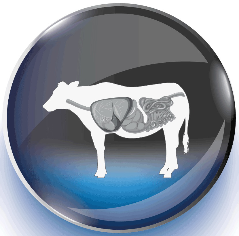 Slaughterhouse Equipments and Systems