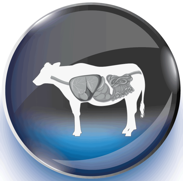 Slaughterhouse Equipments and Systems