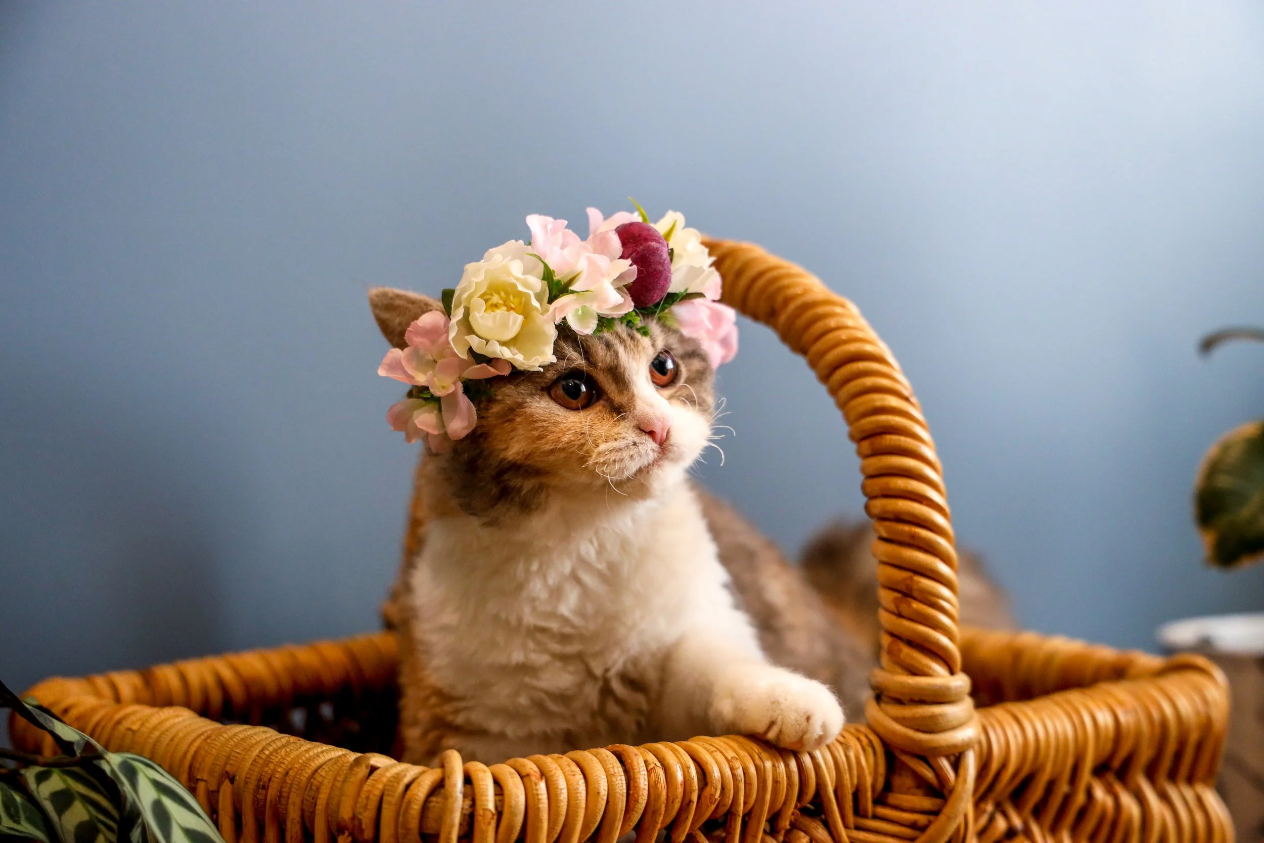 Caitlin Locke Photography