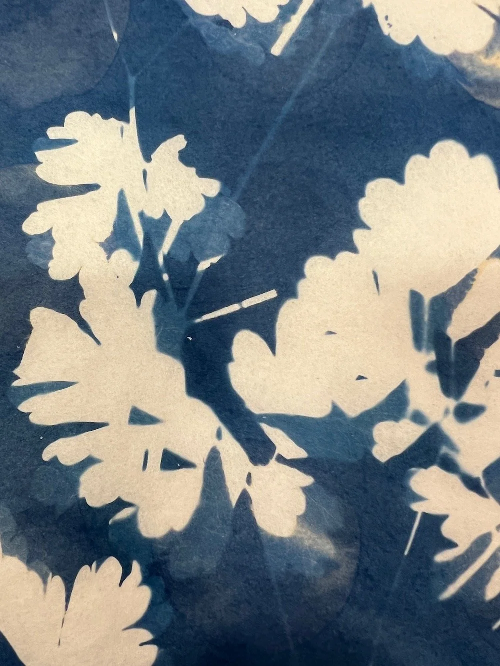 Cyanotype - Printing With The Sun. — Gill Edwards Studio