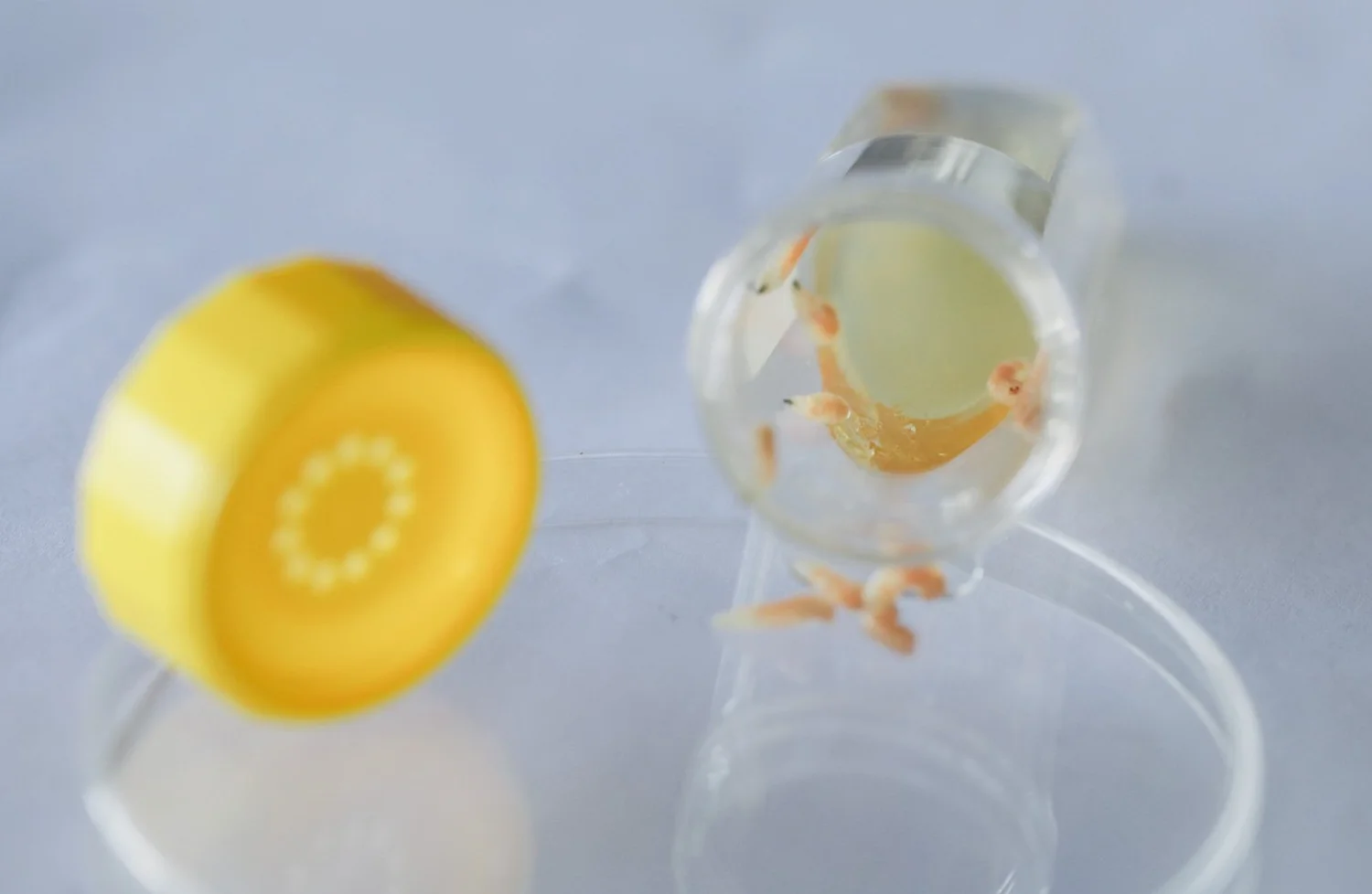 Discover Maggot Therapy — Cuprina Wound Care Solutions