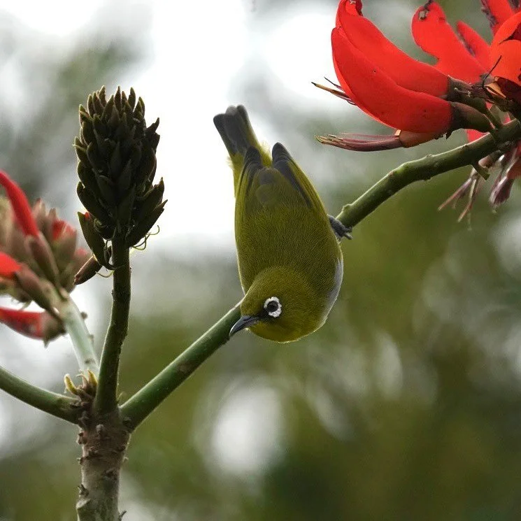 Tehyca Stunning Views: Best Hill Resorts in South India — TeHyCa