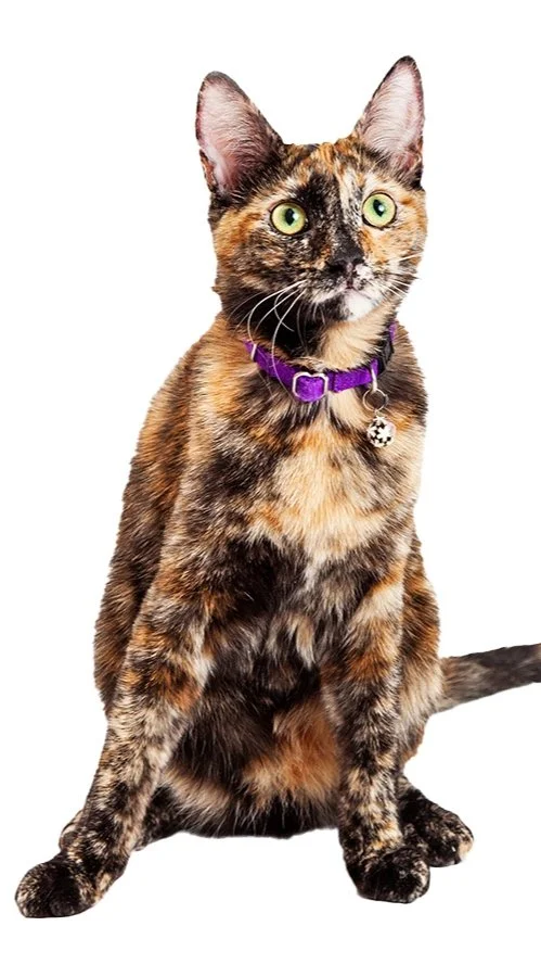 Female Cats / Chats Femelles — Bathurst SPCA