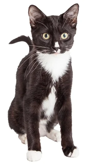 Male Cats / Chats Mâles — Bathurst SPCA