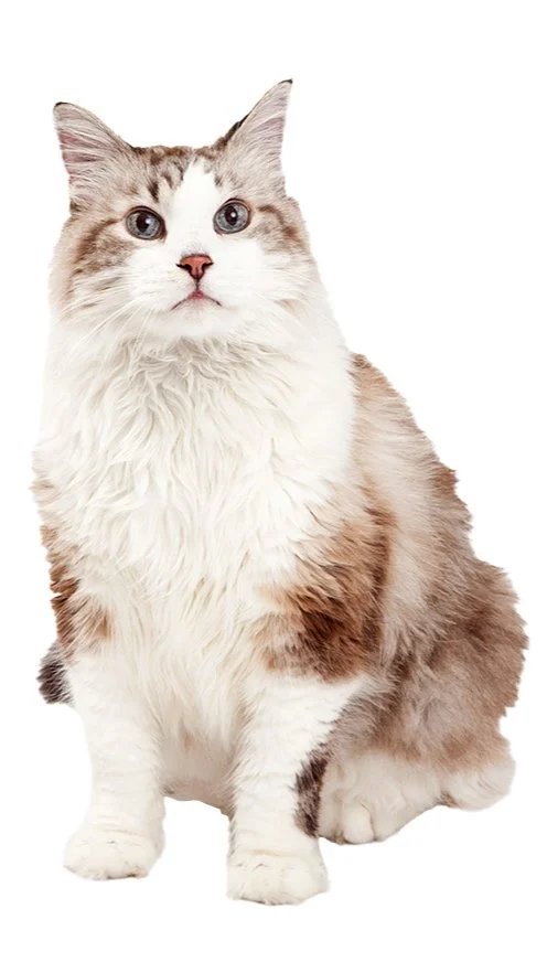 Female Cats / Chats Femelles — Bathurst SPCA