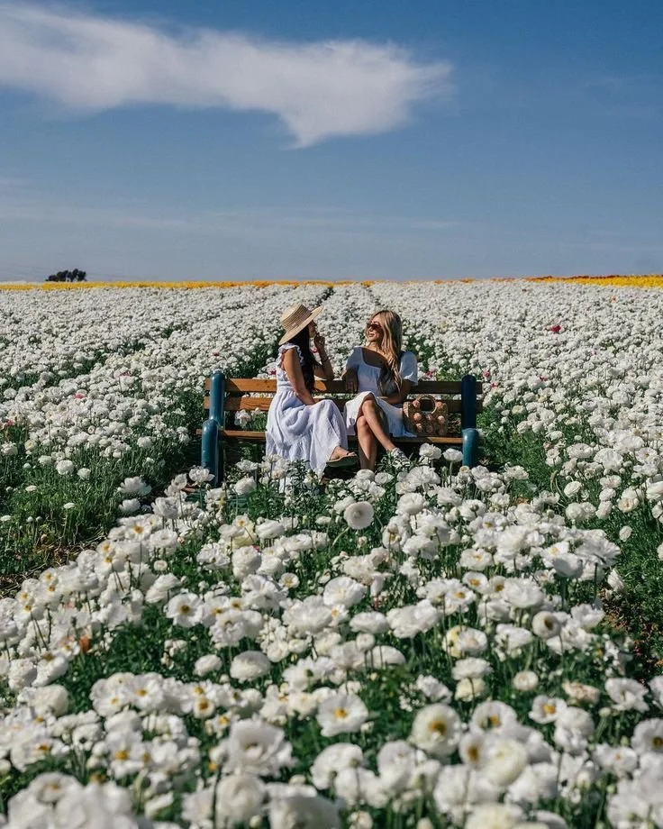 Creators — IKONICFOX