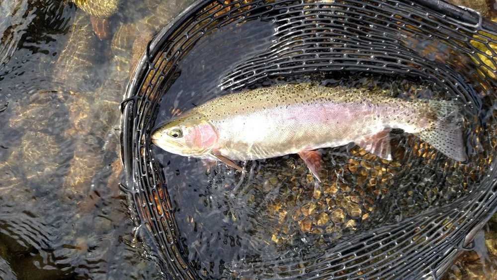 Fly Fishing Workshops in Northern California — Lance Gray & Company