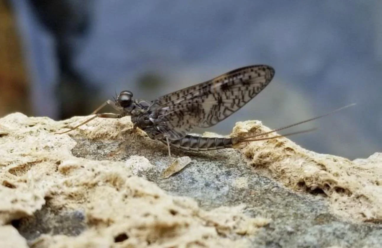 Fly Shop — Lance Gray & Company