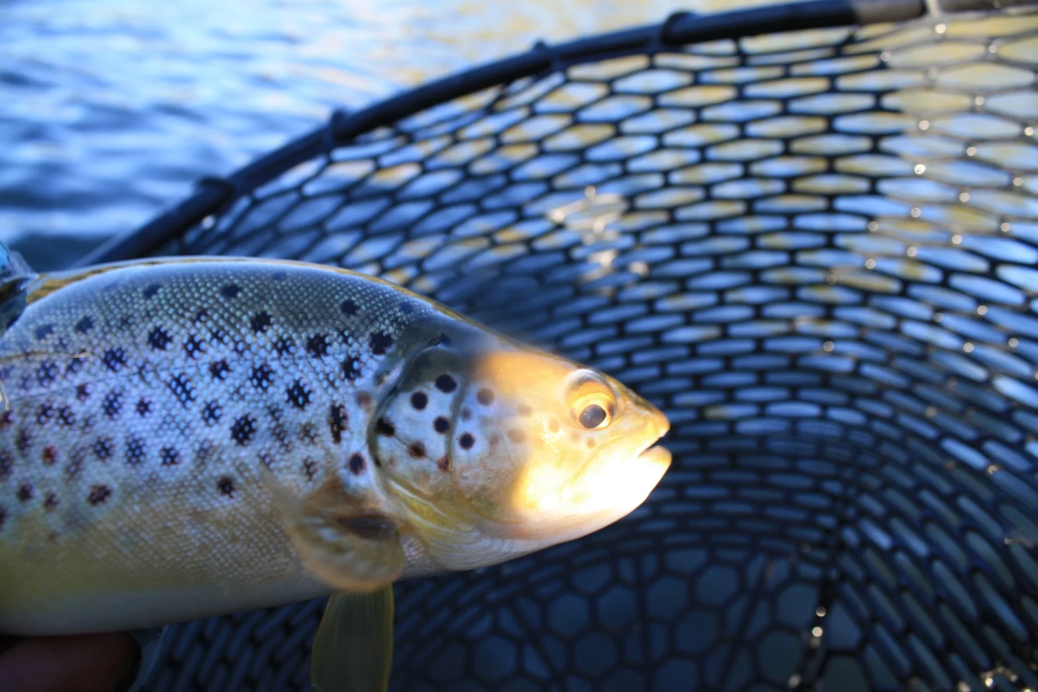 Fly Fishing Workshops in Northern California — Lance Gray & Company