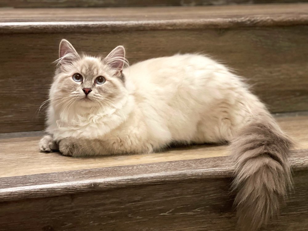 Northwest Inara Siberian Cats: Raising Siberian Kittens in Oregon