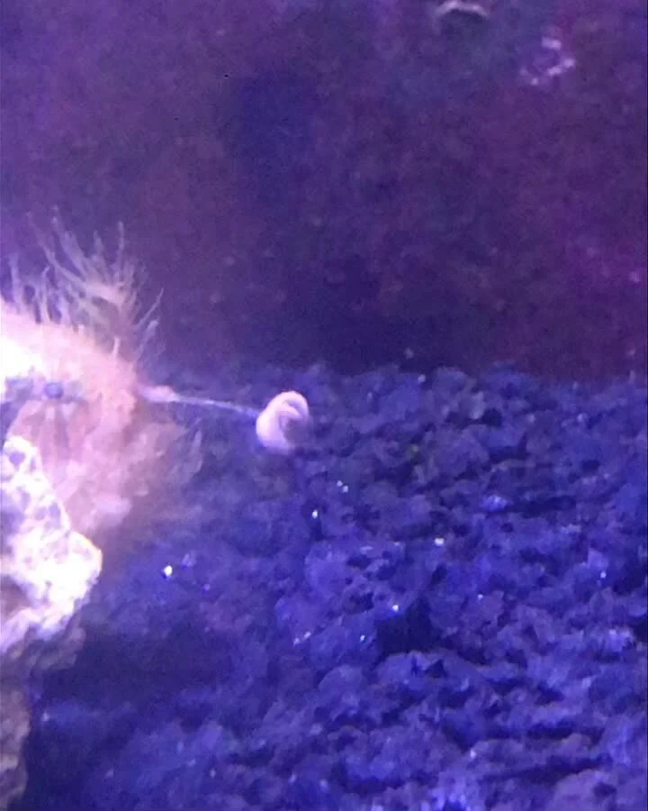 The Fish Store