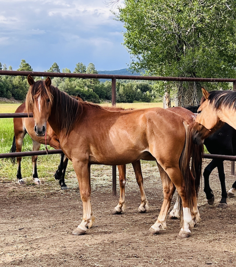 ADOPT A MUSTANG — GREAT ESCAPE MUSTANGS
