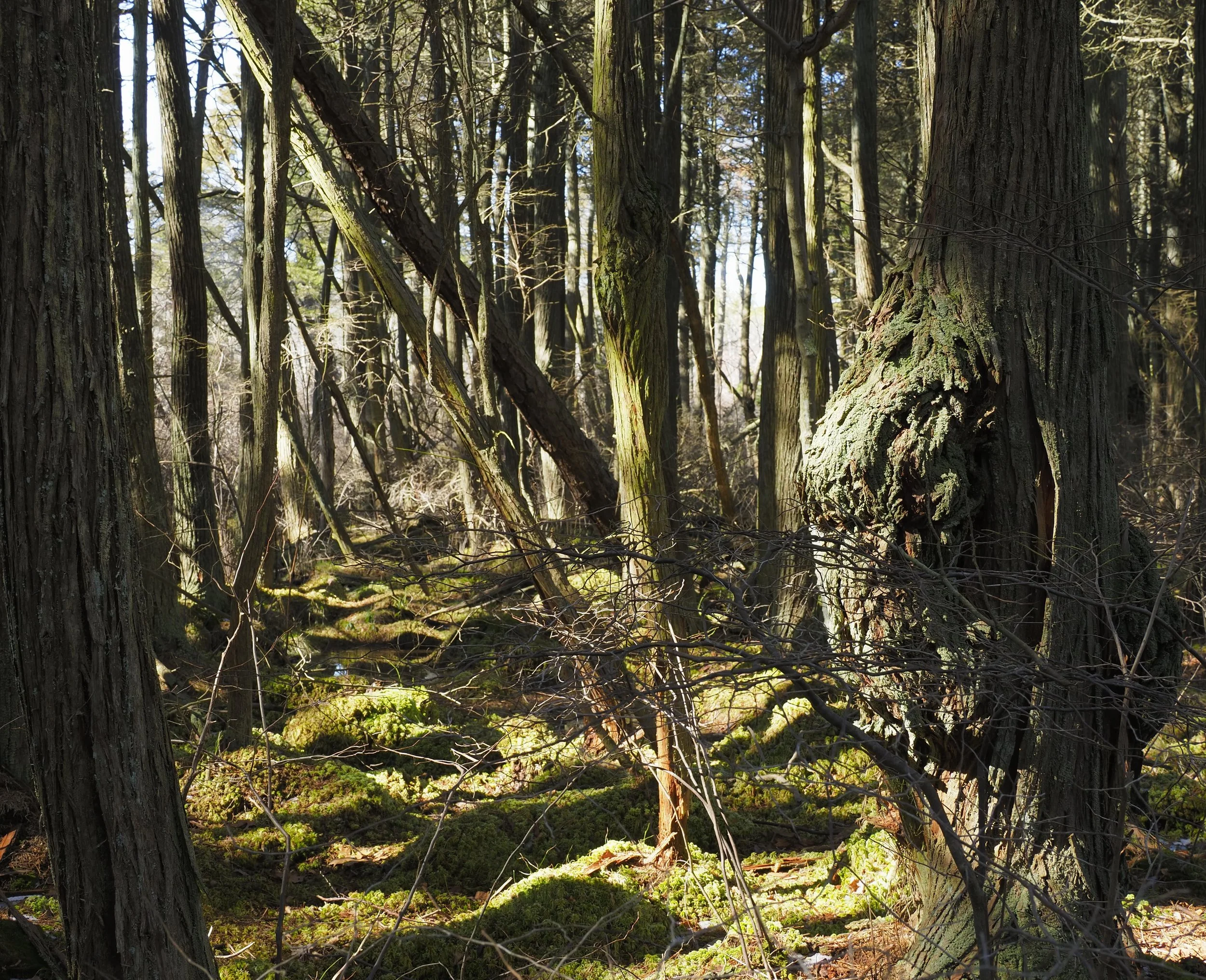 About the Foundation — FOREST RANGER FOUNDATION