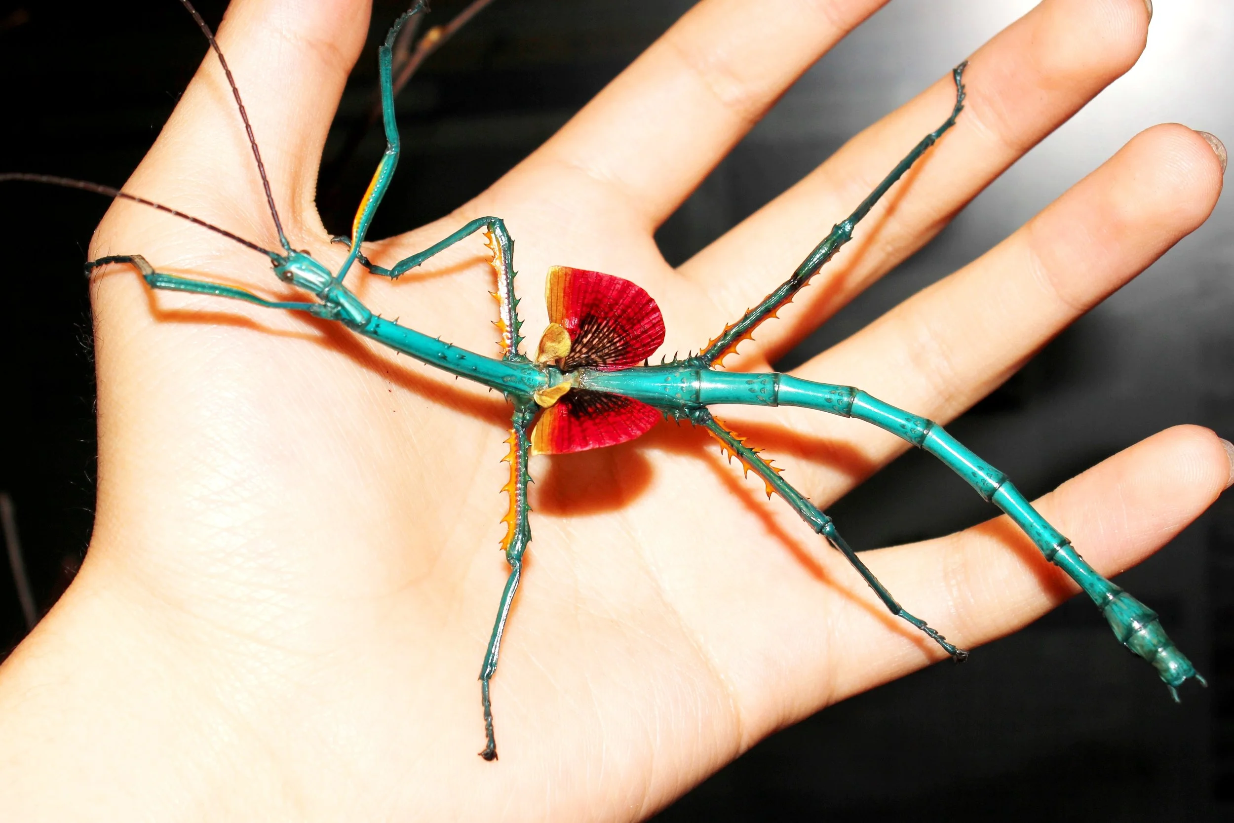 Stick Insect Incubation Guide — Richard's Inverts