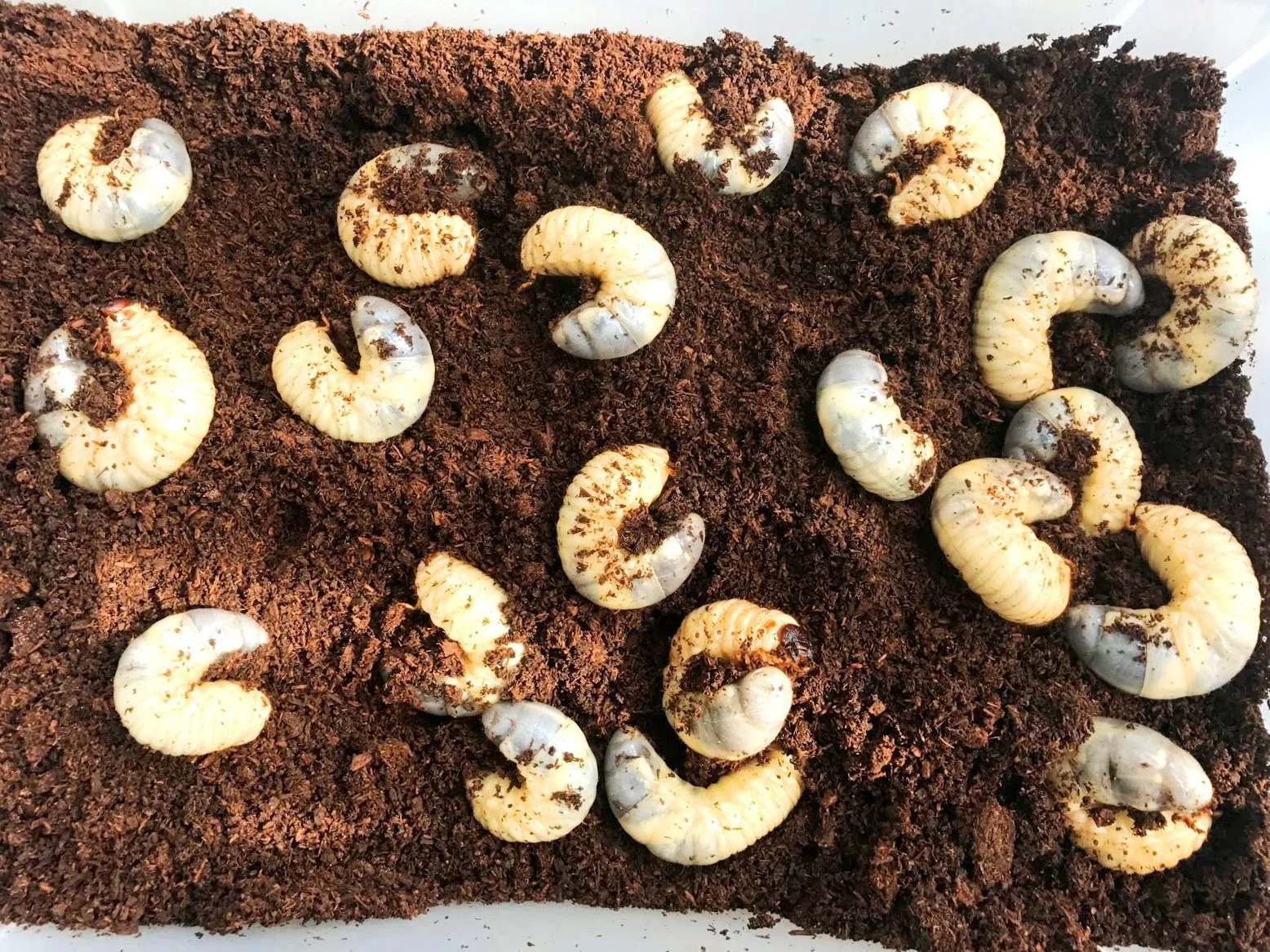 How to Make Flake Soil - an indepth recipe and guide — Richard's Inverts