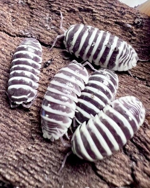 Care Sheet - Zebra Isopods (Armadillidium maculatum) — Richard's Inverts