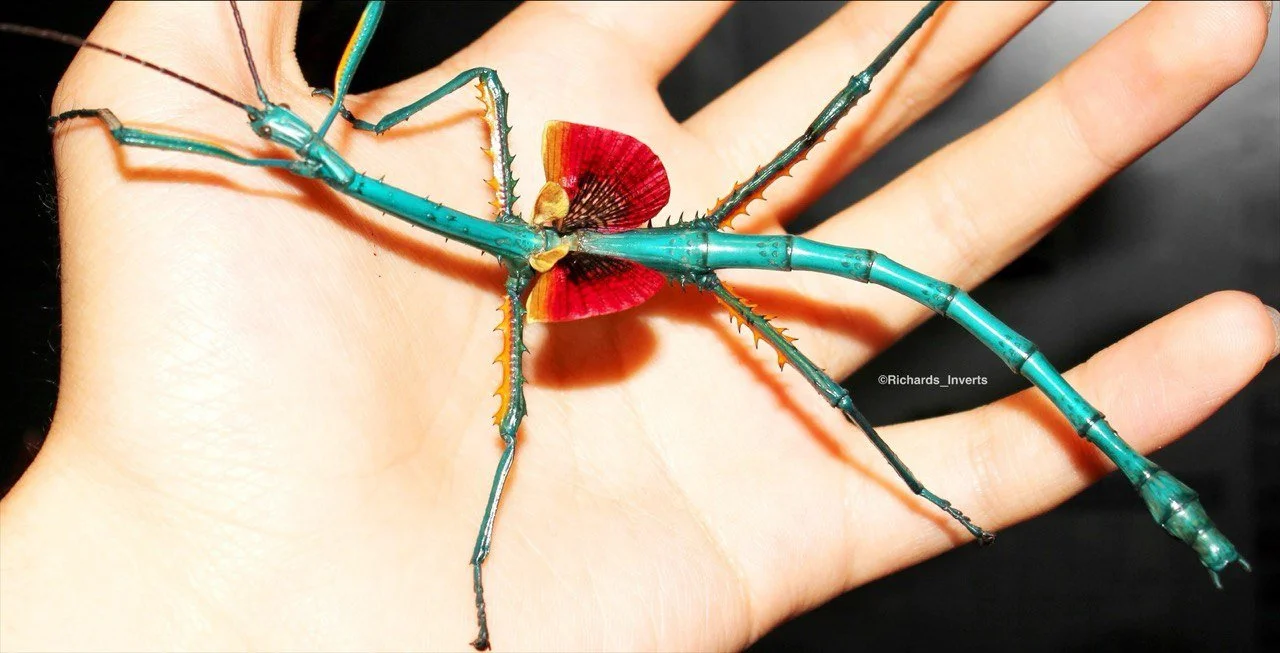 Stick Insect Breeding and Incubation Guide — Richard's Inverts