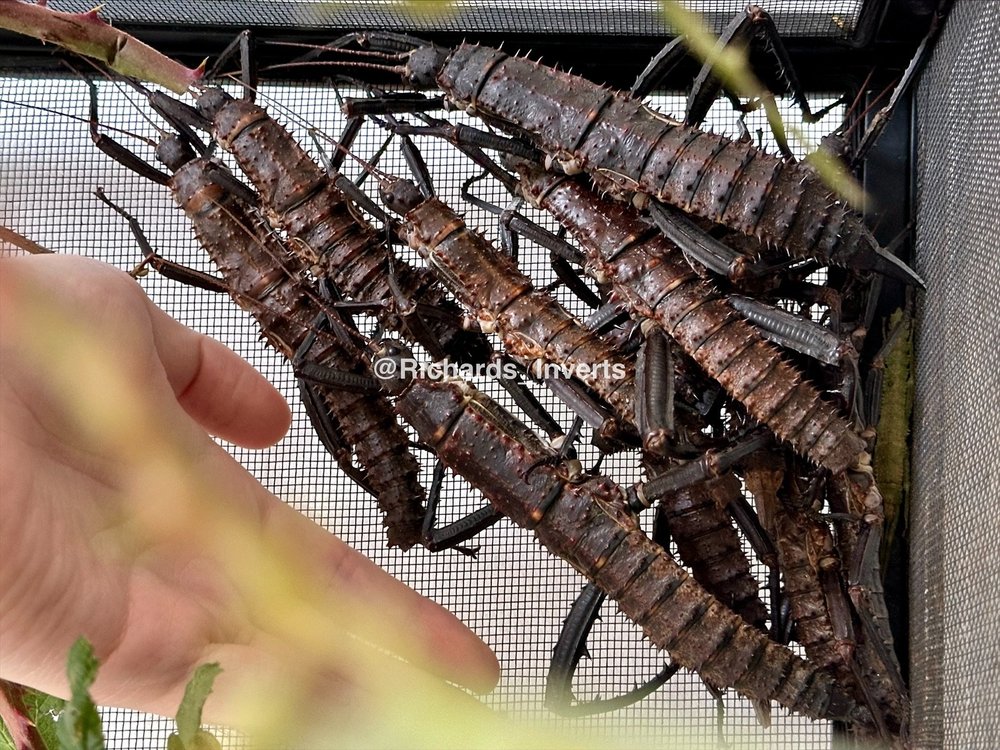 Giant Thorny Devil Stick Insect - Care Sheet — Richard's Inverts