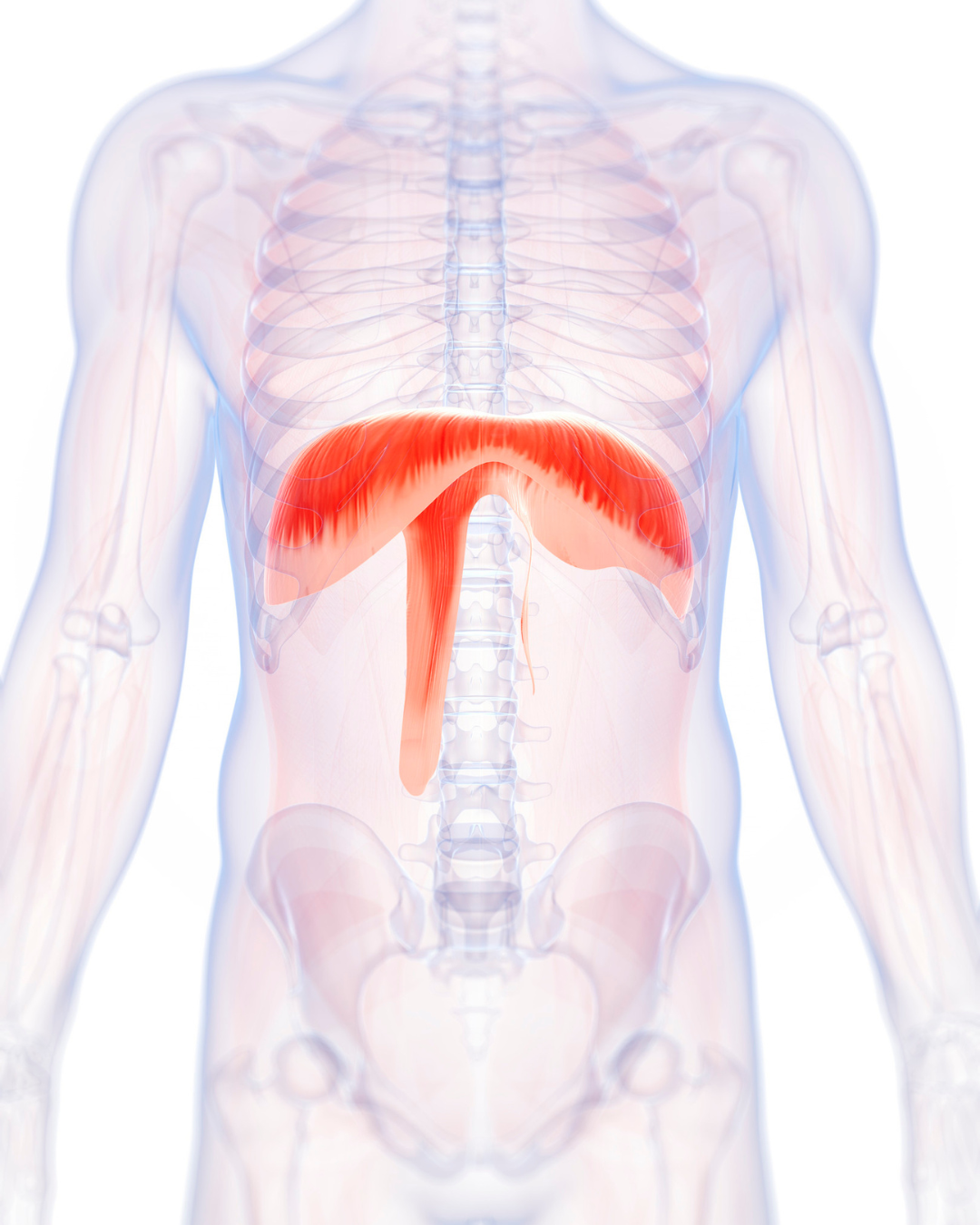 Belly Breathing Vs. 360 Diaphragm Breathing — Foundations PelvicPhysio, LLC