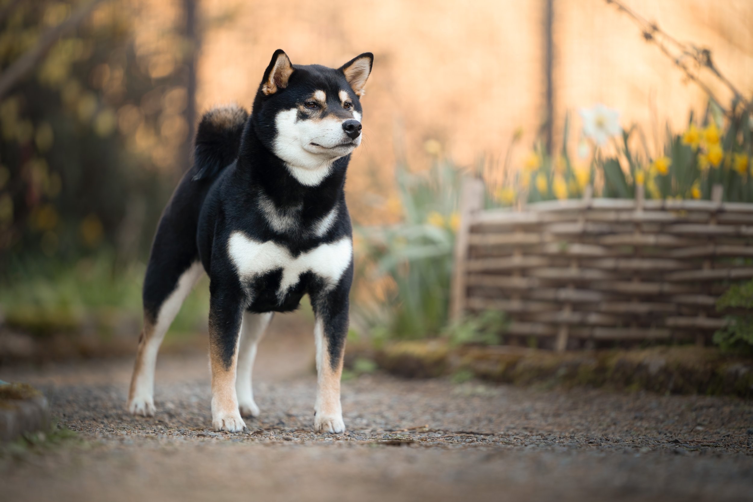 The Breed Photography Project