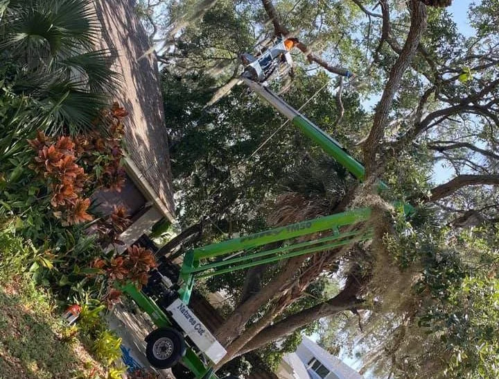 Royal Palm Tree Services | Sarasota, FL