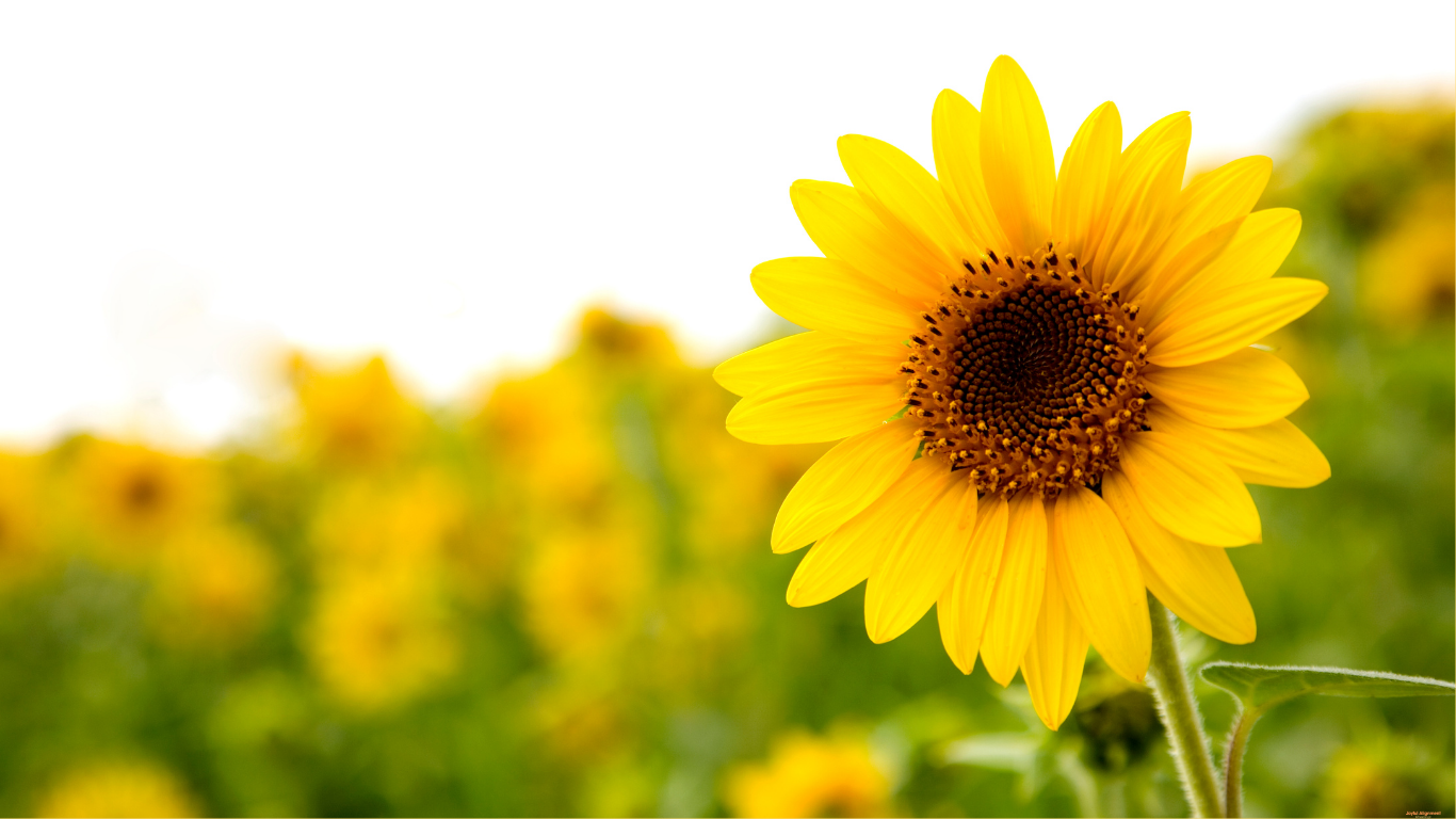 Joyful Alignment Kinesiology