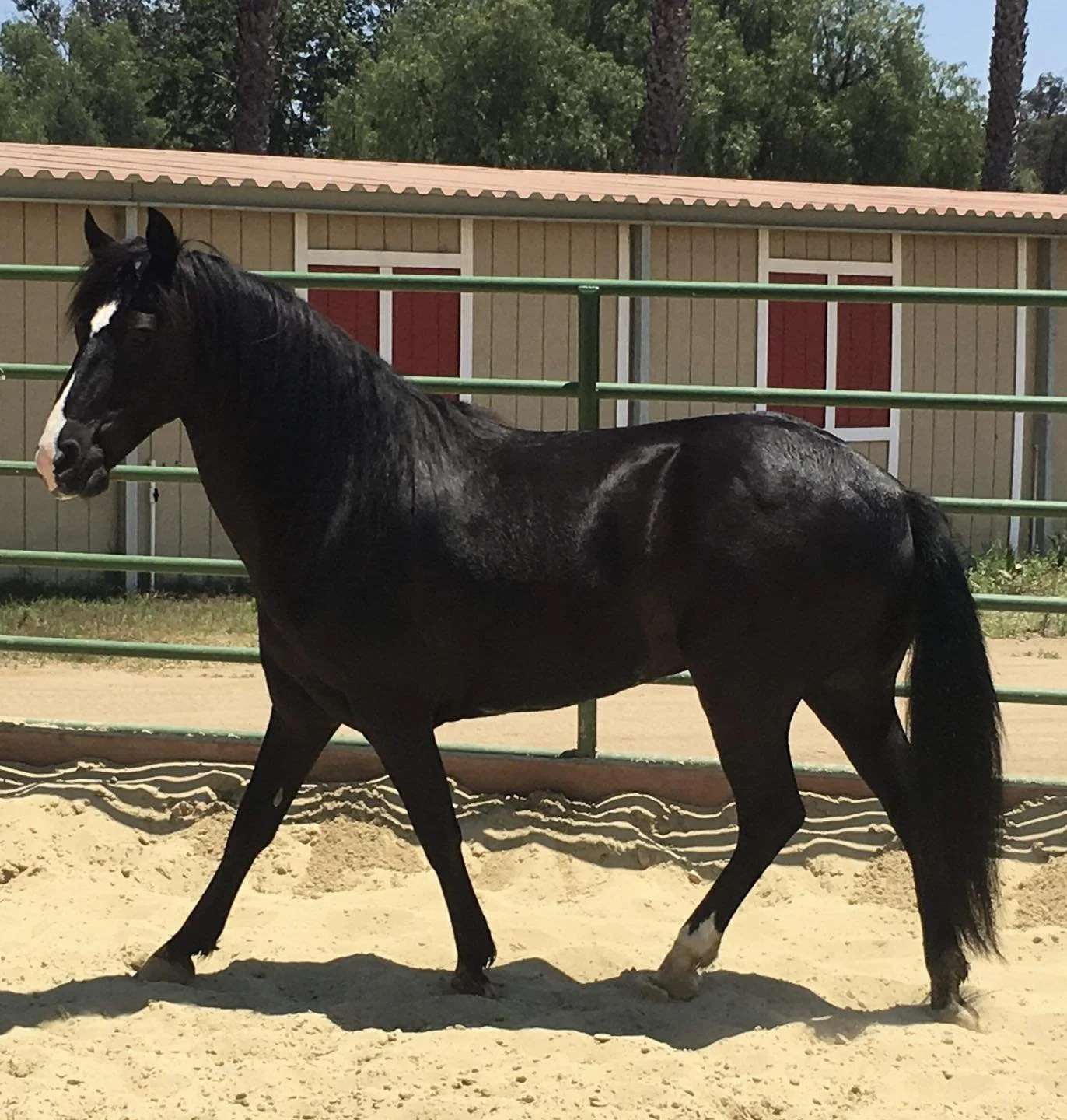 Lifesavers Wild Horse Rescue