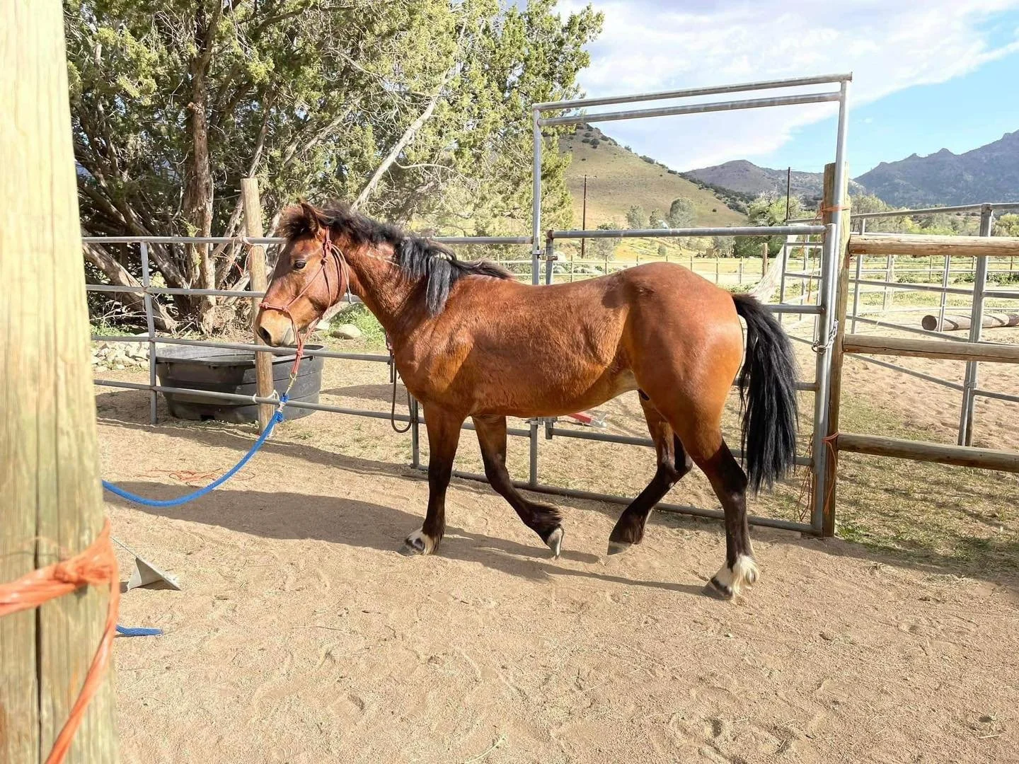 Lifesavers Wild Horse Rescue