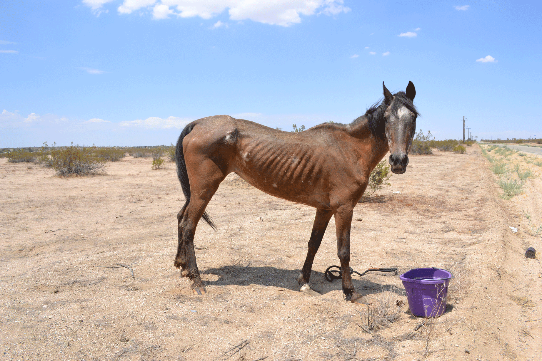 rescue | Support and Save — Lifesavers Wild Horse Rescue
