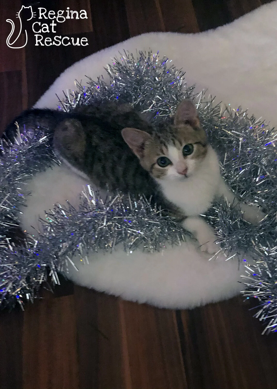 Zena — Regina Cat Rescue