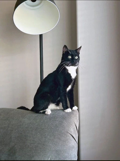 Chad - Shadow Cat, Even With The Bathroom — Regina Cat Rescue