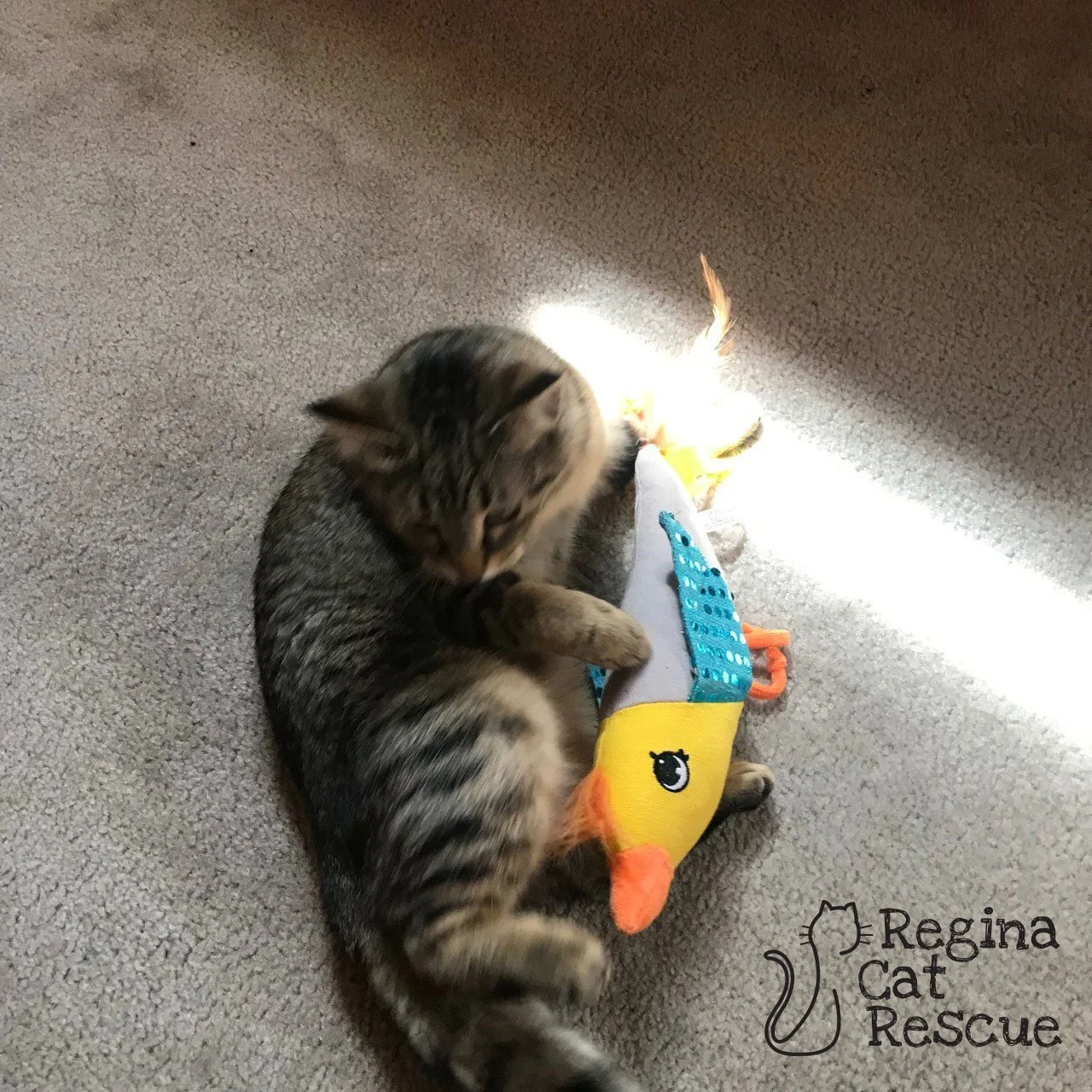 Crave — Regina Cat Rescue