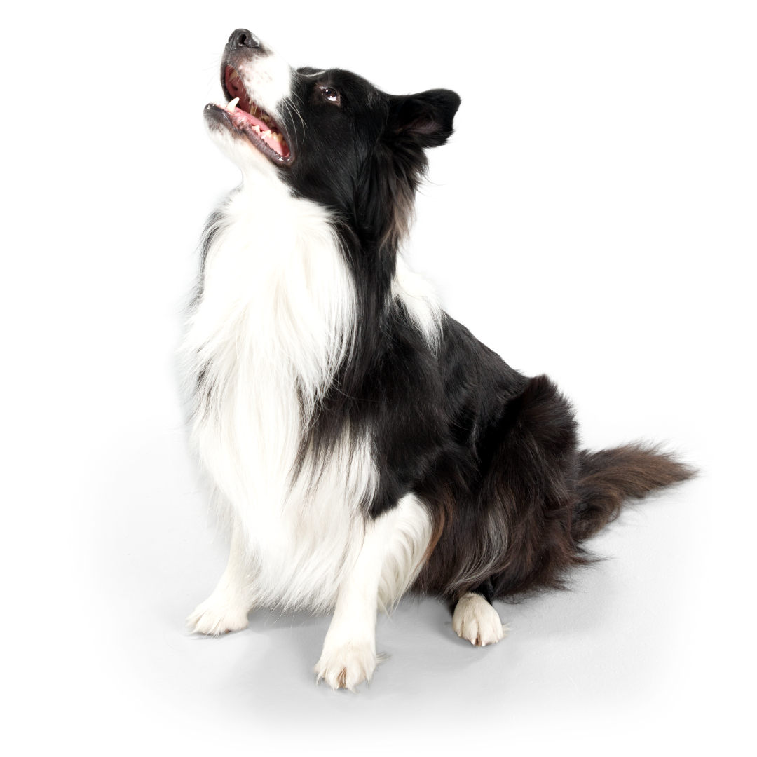 Melbourne Dog Walking Services | Puppy Play Groups & Solo Walks