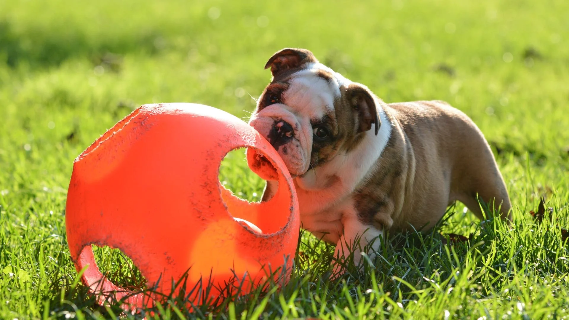 Melbourne Dog Walking Services | Puppy Play Groups & Solo Walks