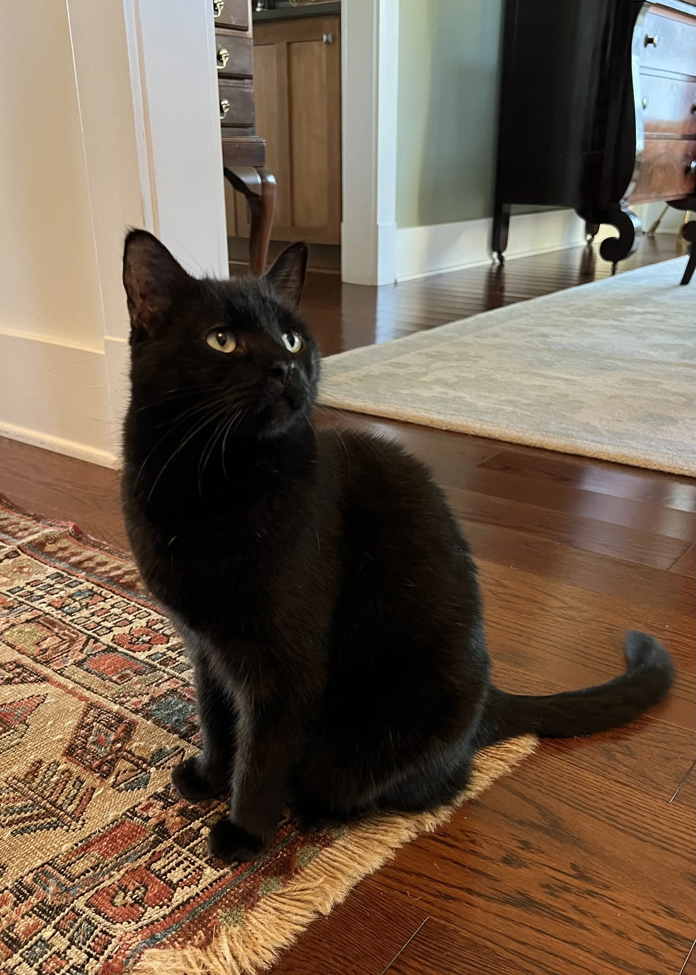 About — Cat's Meow Cat Sitting