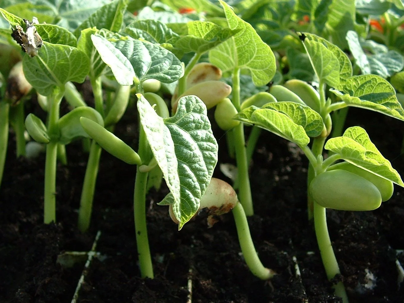 Seed Resources — Barleybird