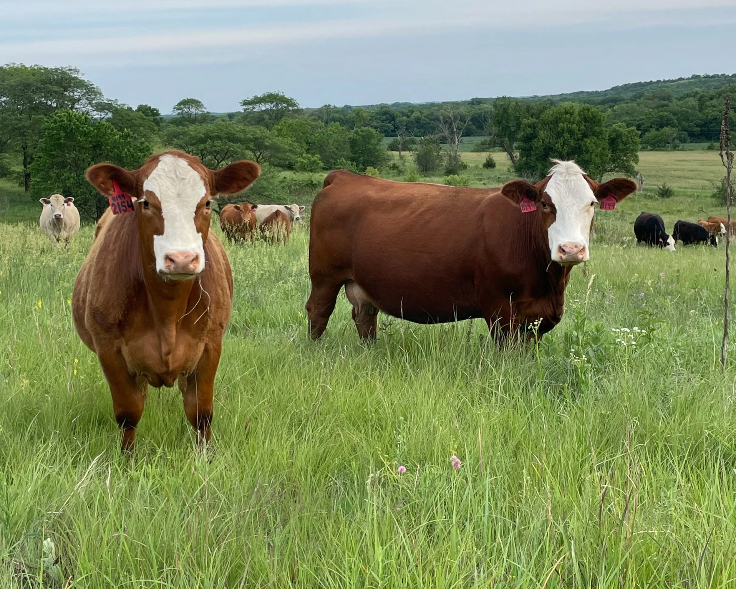 Our Products — Sunny Slope Ranch