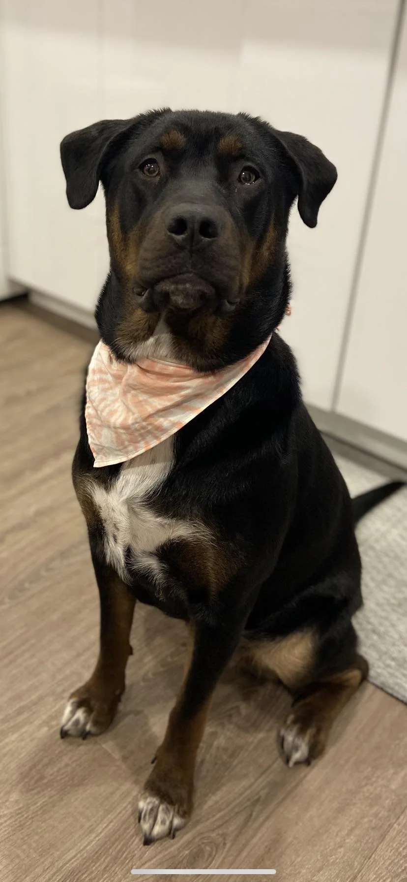 The Woof Hotel