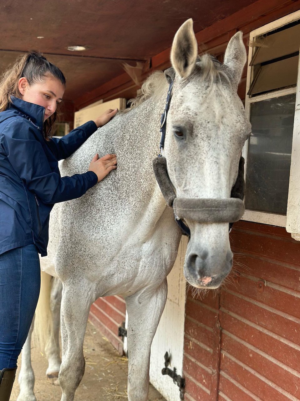 About — Clare Kavanagh Veterinary Physiotherapy