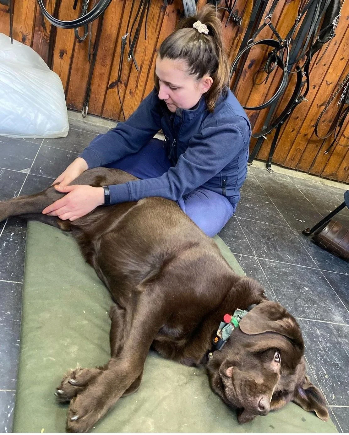 About — Clare Kavanagh Veterinary Physiotherapy