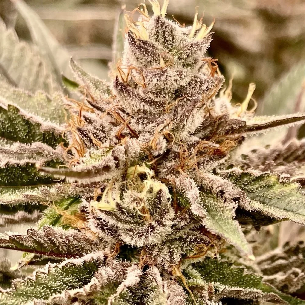 About — ILLA Canna