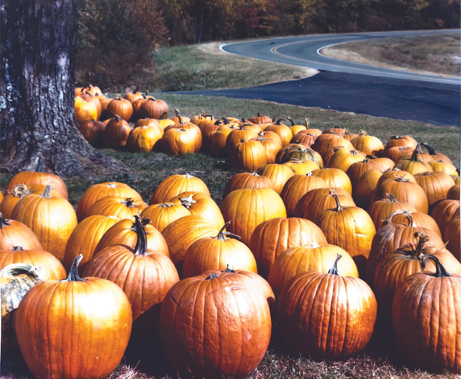 History of Burt's Pumpkin Farm — Burt's Pumpkin Farm Georgia
