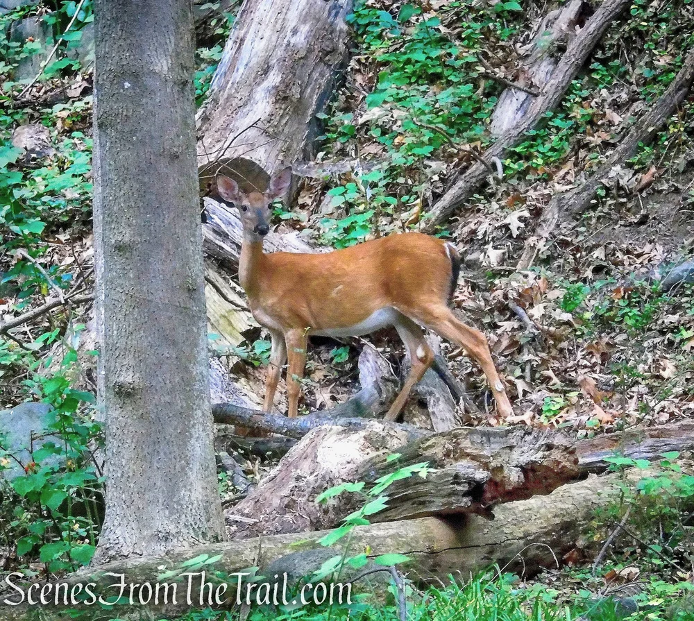 Hook Mountain State Park — Palisades Parks Conservancy
