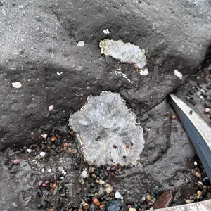 Basalt — Scottish Geologist