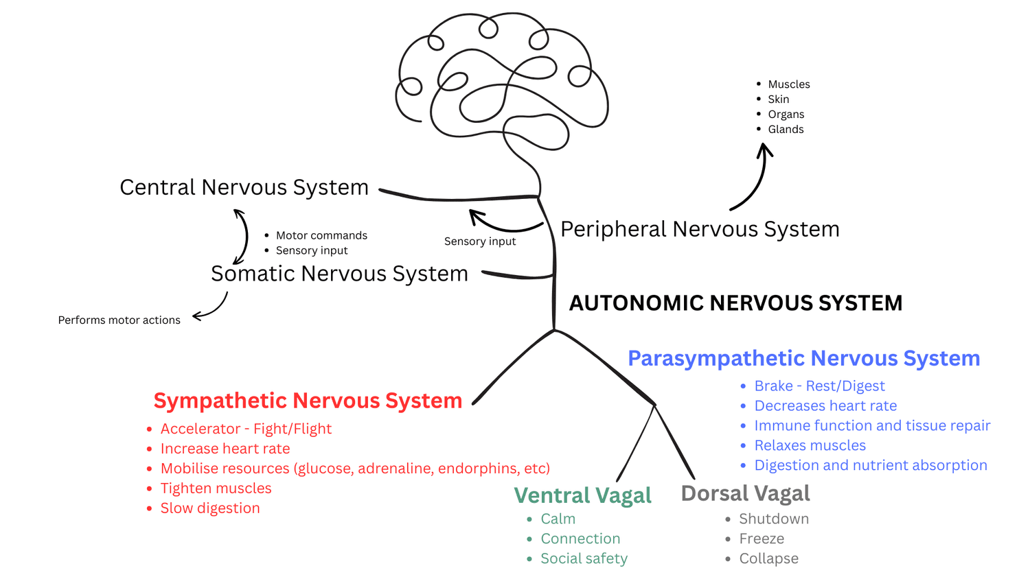 Why Can’t I Relax? | Hypervigilance, Anxiety, and the Nervous System ...