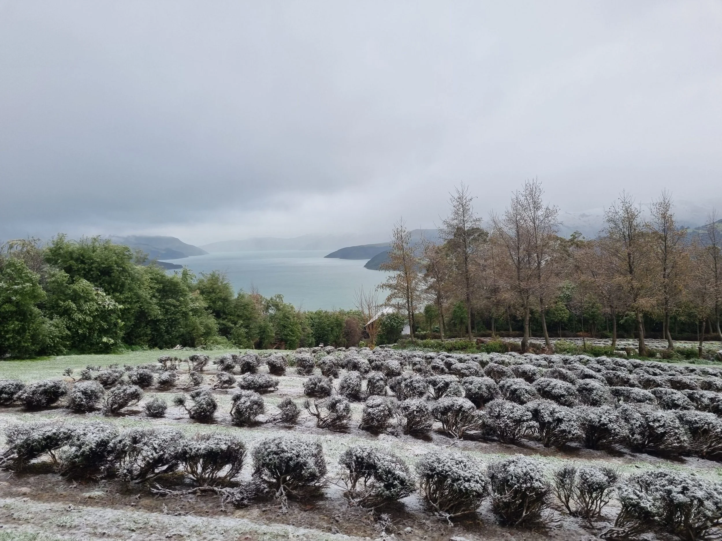 Snow falling on lavender — Akaroa Lavender