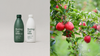 Apollo Foods