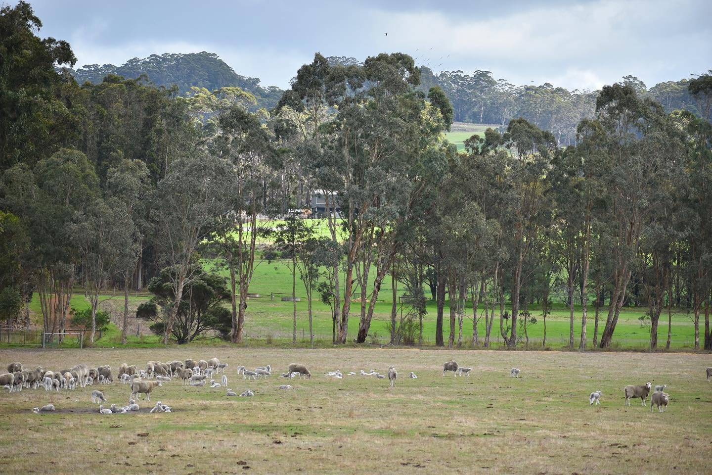 WA College of Agriculture Denmark