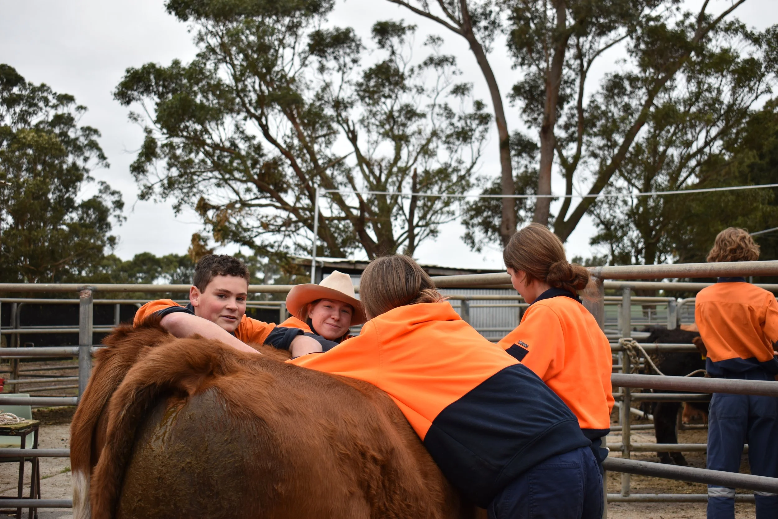 Farm | Learn Farming Skills Today — WA College of Agriculture Denmark